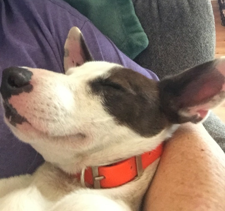 Feists – Waldrop Kennels