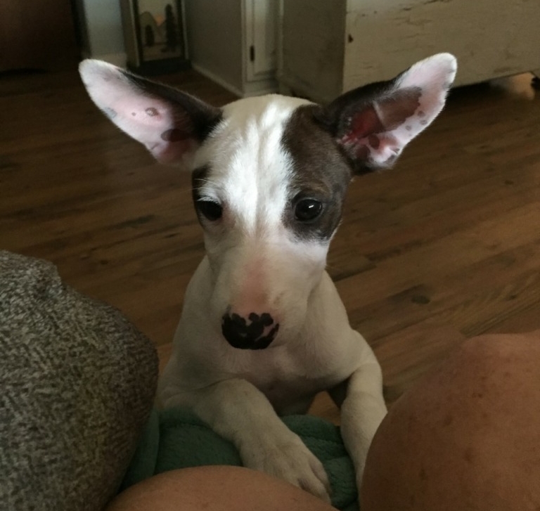 Feists – Waldrop Kennels