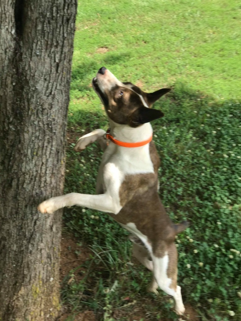 Feists – Waldrop Kennels